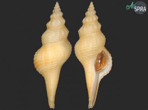 Neptunea Tabulata Allspira