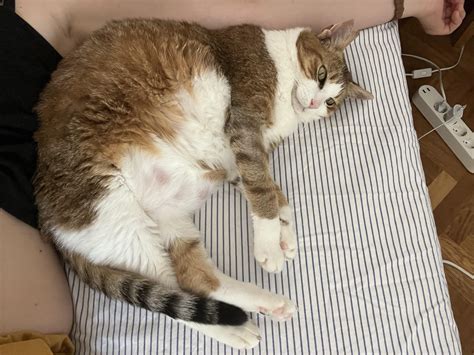 My Foster Chonk Athenea ️ She Loves To Cuddle Despite The Heat 🥵 R