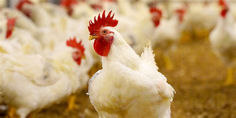 Poultry Overview