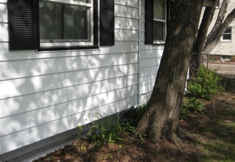 The Dangers Of Planting Trees Too Close To Your Home The Dev Home