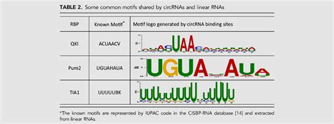 Crip Predicting Circrnarbp Binding Sites Using A Codon Based Encoding And Hybrid Deep Neural