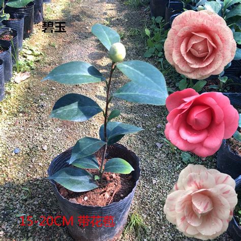碧玉茶花图片大全 金镶玉 皮特 大山谷图库