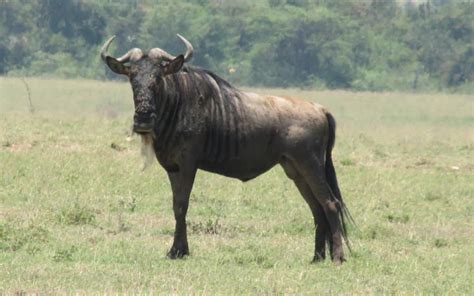 Gnu K Wallpapers