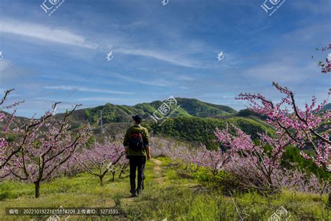 在那桃花盛开地方果实植物花草摄影汇图网