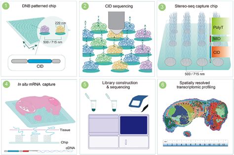 schematic representation of the stereo‐seq procedure step 1 design of