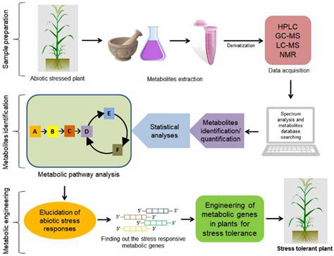 1 Workflow For Metabolomics Analysis And Metabolic Engineering For