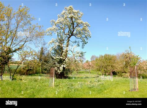 A Mature Barland Perry Pear Tree In Full Blossom In A Community Orchard Gloucestershire England