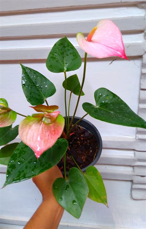 මේ ලස්සන ප්‍රින්සස් 750 කට් කරන්න Madhara Plant House