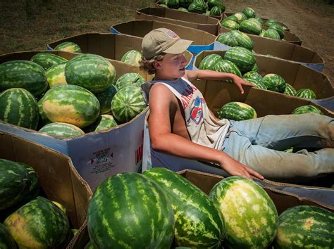 Texas Watermelon Cantaloupe Producers Fare Well Due To Growing