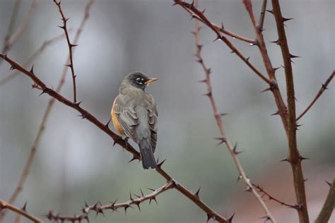 Robin Symbolism What Do Robins Represent 9 Different Meanings