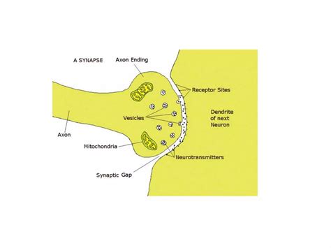 Neurotransmitters Ppt
