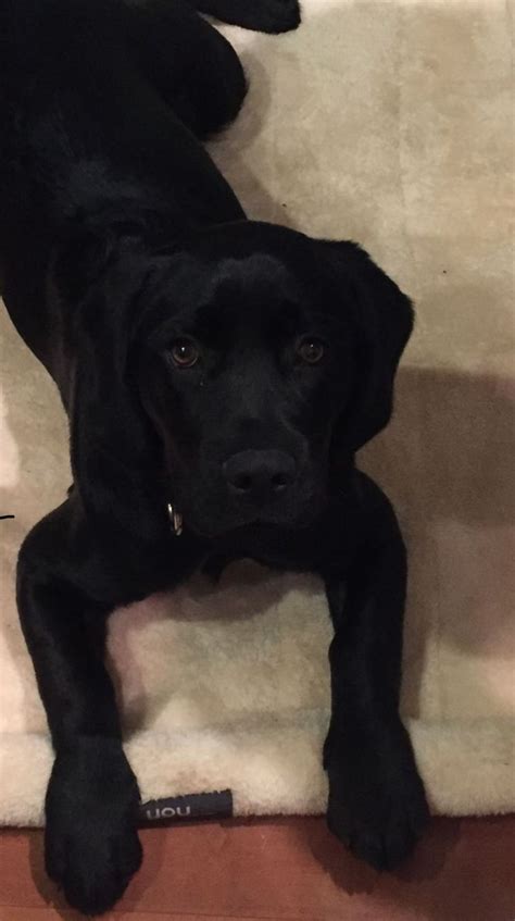 Bootiful Boi Cute Animals Super Cute Animals Labrador Retriever