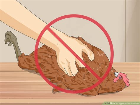 How To Sexually Arouse A Chicken R Disneyvacation