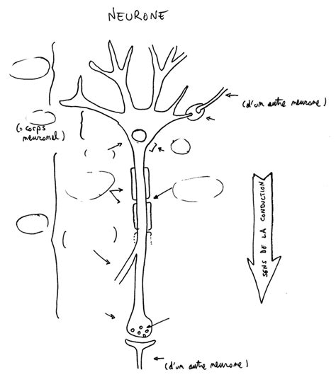 Neurobiologie 1 Diagram Quizlet
