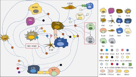 Interactions between TGF β and immune cells in the tumor Download Scientific Diagram