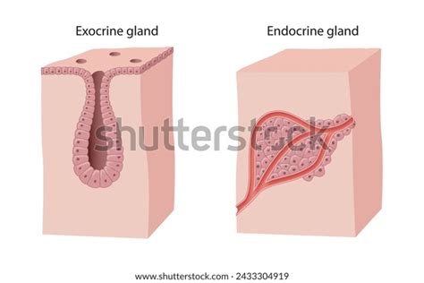 Difference Between Endocrine Exocrine Glands Stock Illustration