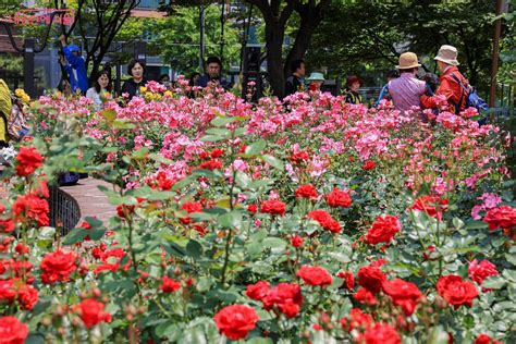 가장 예쁜 축제 중랑 서울장미축제 시작 사방이 온통 포토존 내 손안에 서울 서울이야기 시민소통 정보소통광장