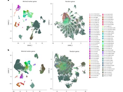 The Story Of A Cortex Cell Atlas Developed In Africa Now Published In