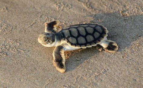 Australian Flatback Sea Turtle