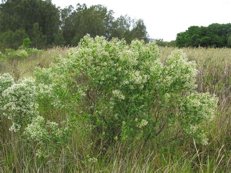 Plants For Wet Areas Part One Trees And Shrubs Edge Of The Woods