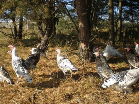Home Turkeys In Dry Grass Turkeys In The Pine Forest Pasture Of
