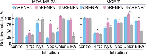 Effect Of Internalization Pathway Inhibition On The Uptake Of Download Scientific Diagram
