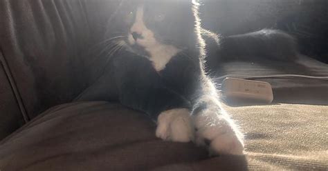 What Breed Do You Think My Kitten Is Recently Adopted A Male Kitten