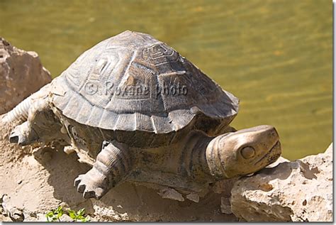 Photo Tortue Parc De Shanidar Turtle Shanidar Park Erbil