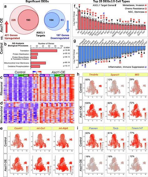 Transcription Factors Ascl1 And Olig2 Drive Glioblastoma Initiation And Co Regulate Tumor Cell