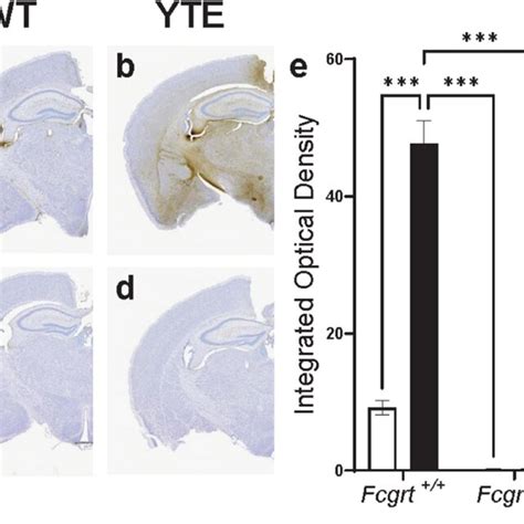 Antibody Fcrn Interaction Is Necessary For Yte Mediated Improvement In