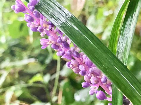ヤブランの花言葉種類や花の特徴薬用としての効能はGreenSnapグリーンスナップ