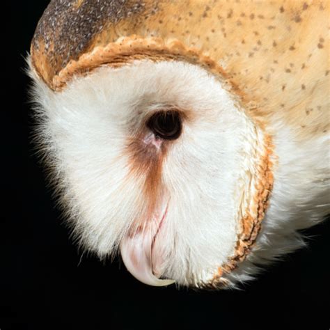 Adopt American Eagle Foundation