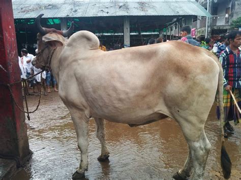 ঐতিহাসিক গাবতলী বিরাট গরু ছাগলের হাট হাট হাট হাট ঐতিহাসিক