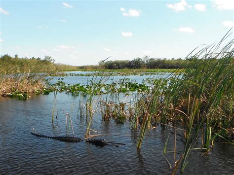 Everglades Holiday Park Airboat Rides And Alligators Exploramum