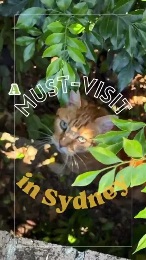 A Must Visit Attraction In Sydney Friendly Orange Cat Album On Imgur