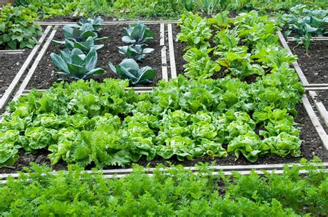 Shade Tolerant Vegetables Growing Vegetables In A Shady Garden Gardening Know How