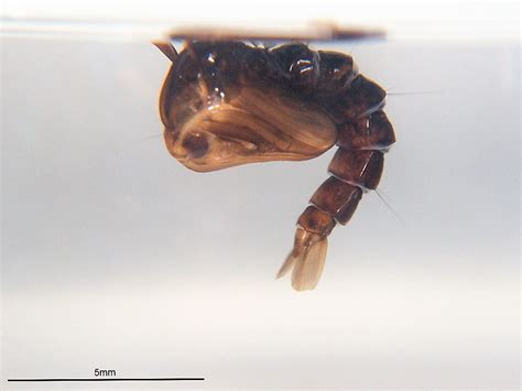 Eeny 787in1380 Elephant Mosquito Toxorhynchites Rutilus Coquillett
