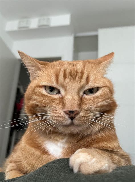 Leni The Cat Blank Template Imgflip