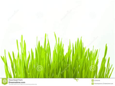 12 Wheatgrass Vector Free Images Prairie Grass Vector Wheatgrass