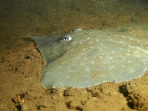 Tasmania Salmon Fears Macquarie Harbour Operation Could Be Shut Down