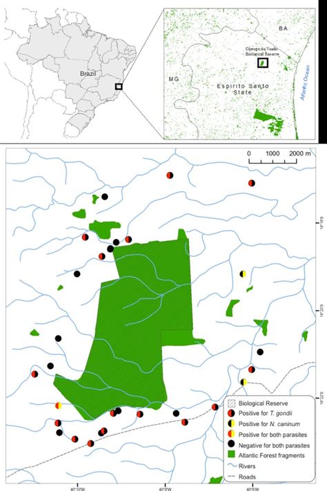 SciELO Brasil Occurrence Of Neospora Caninum And Toxoplasma Gondii