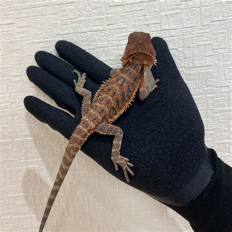 フトアゴヒゲトカゲダークレッド 224 2 ファニーテール 大阪の爬虫類ショップ 爬虫類の販売