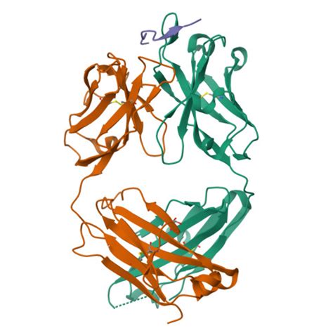 Rcsb Pdb Ssc Trl Lineage Ancestor I Fab Bound To An Hcmv Gb Derived Peptide