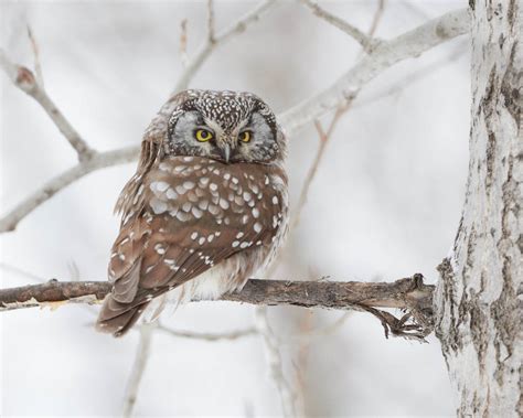 Мохноногий сыч — Aegolius Funereus Статьи Птицы Европы