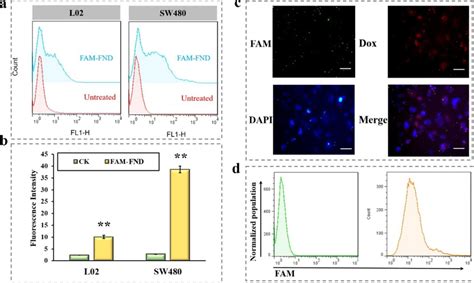a cellular targeting of fnd to l02 and sw480 cells b data