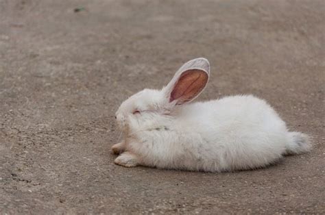 12 Abnormal Rabbit Behaviour Meaning And Tips