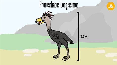 Phorusrhacos Longissimus By Heterodontosaurus On Deviantart