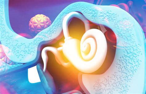 Fotografii De Stoc Fotografii și Imagini Scutite De Redevențe Cu Ureche Internă Istock