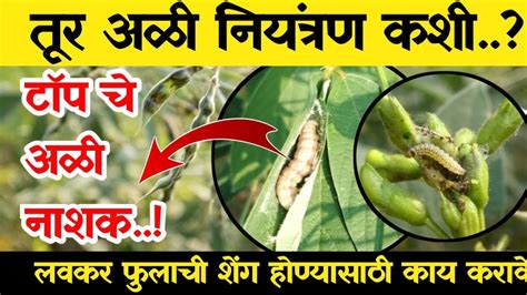 तूर पिकातील अळी नियंत्रण Tur Ali Niyantran तूर फवारणी Tur