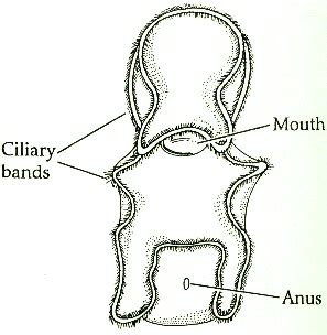 Starfish Reproduction